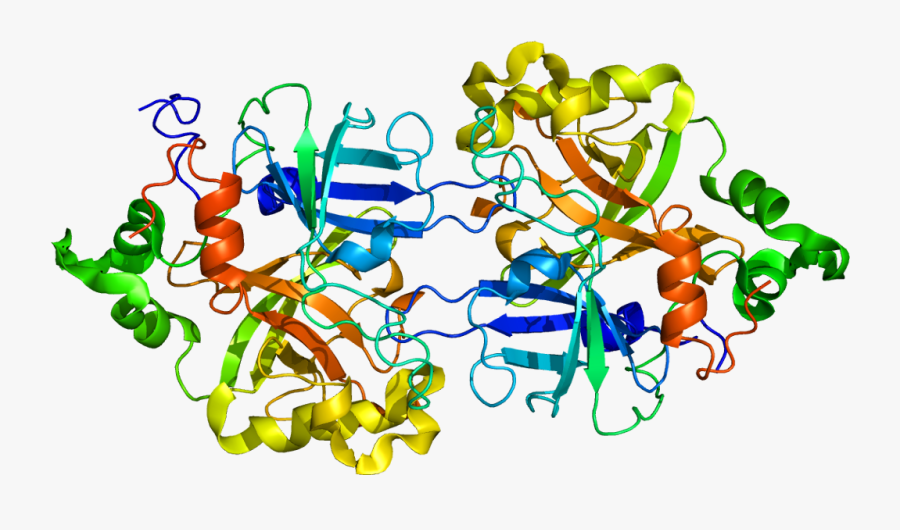 Protein Cfb Pdb 1dle - Complement Factor I Protein Structure , Free ...