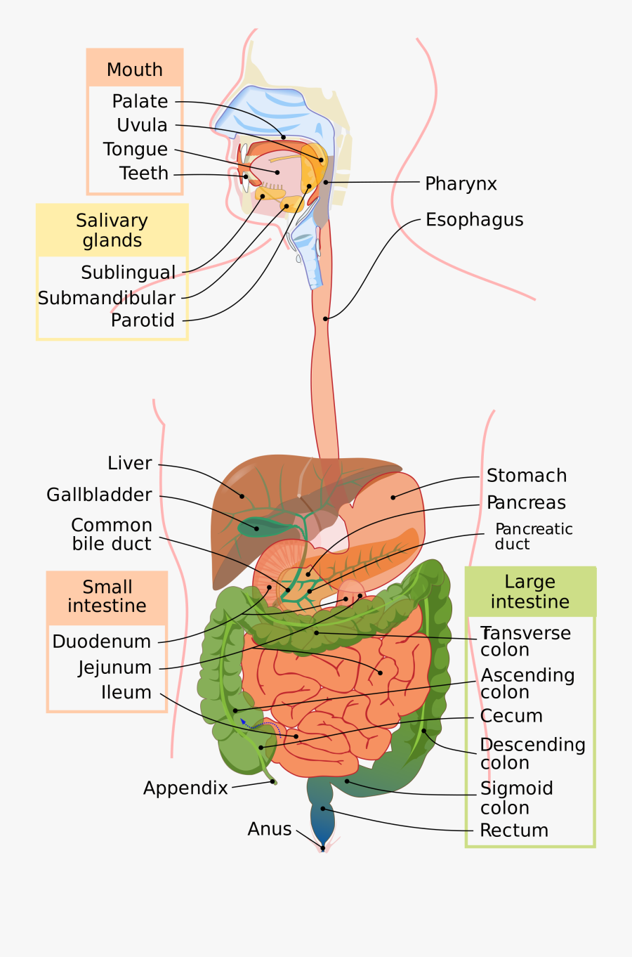 Clip Art File Digestive System En - Physiology Of Digestive System ...