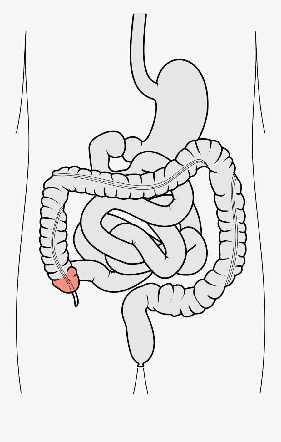 Jelito Ślepe , Free Transparent Clipart - ClipartKey