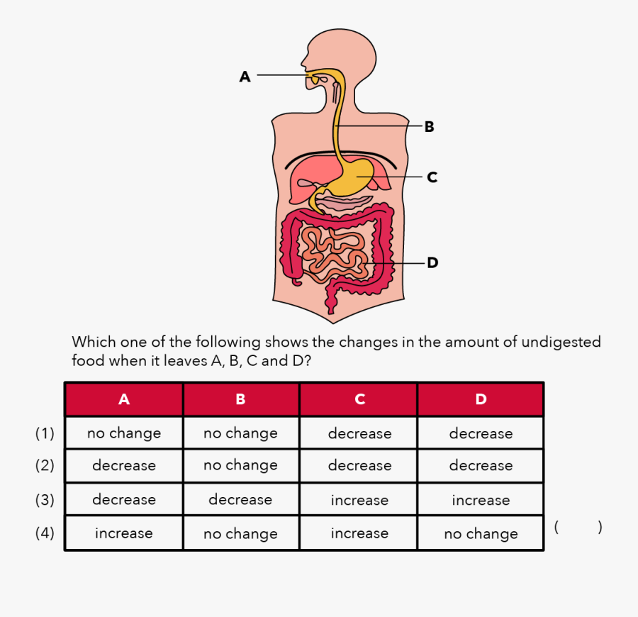 Psle Human Digestive System , Free Transparent Clipart - ClipartKey