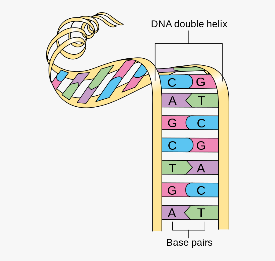 Simple Double Helix Diagram , Free Transparent Clipart - ClipartKey