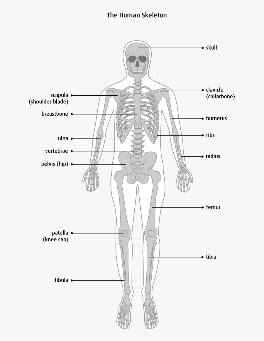 Clip Art The Bones Canadian Cancer - Bone Types Structure , Free ...