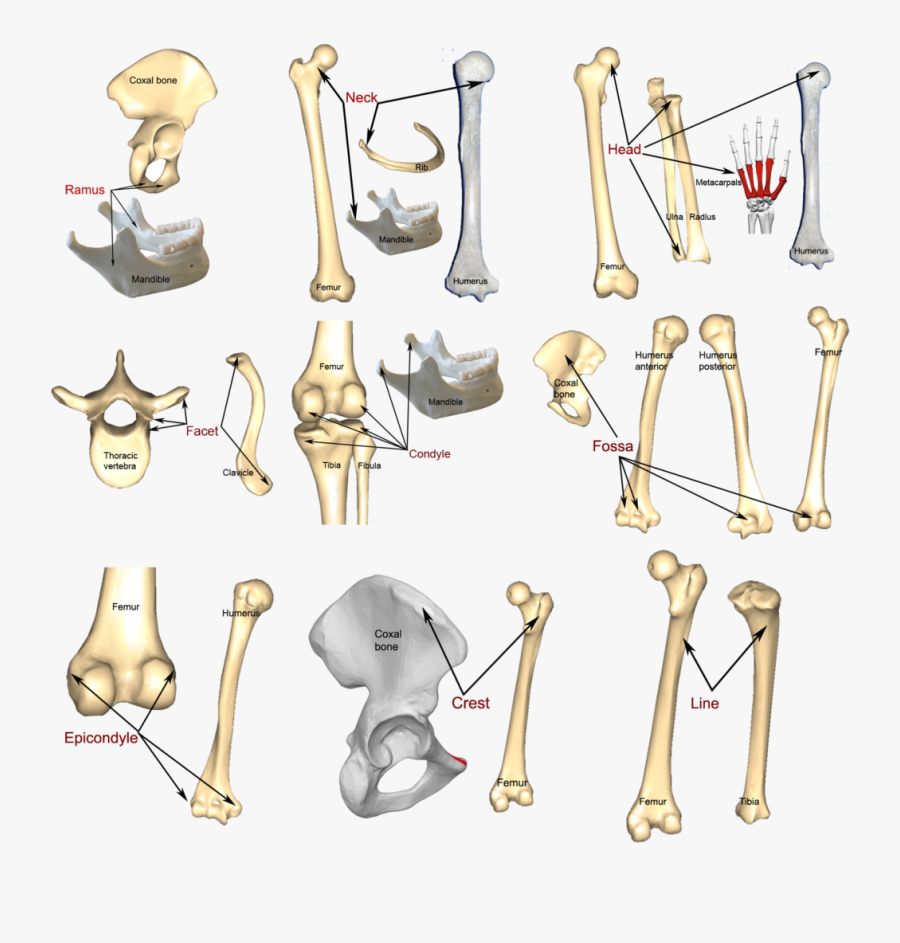 Bone Markings , Free Transparent Clipart - ClipartKey