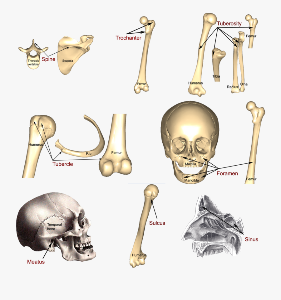 Bone Markings And Projections Quiz , Free Transparent Clipart - ClipartKey