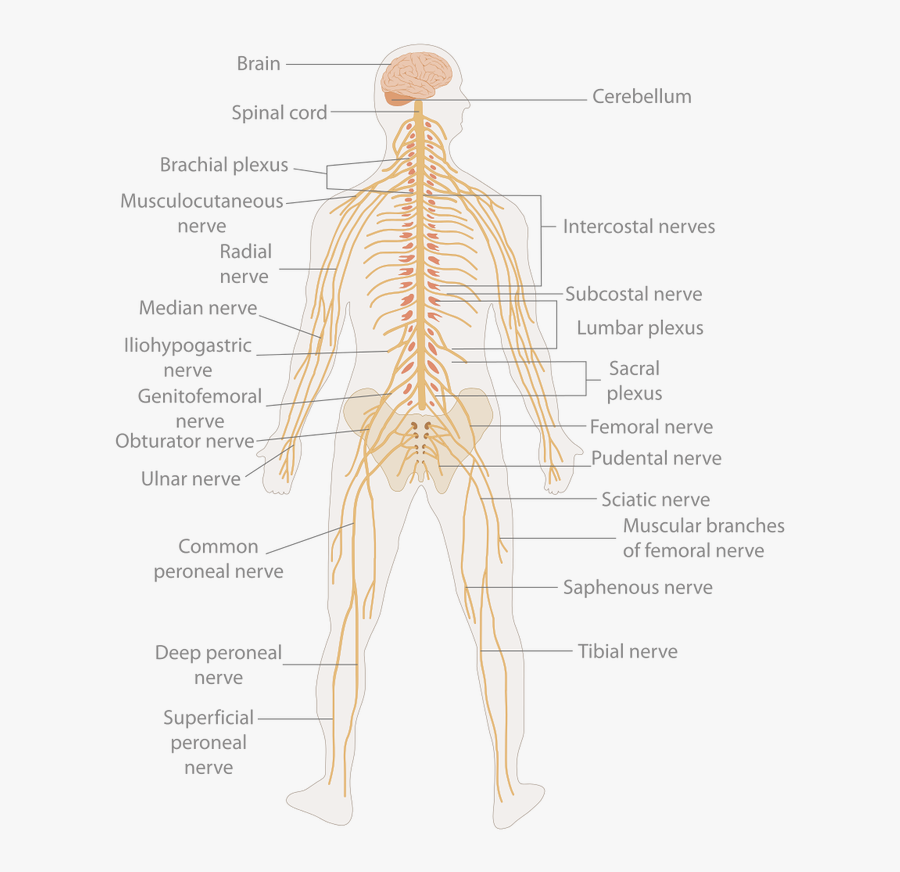 Picture - Bilateral Upper Limb , Free Transparent Clipart - ClipartKey