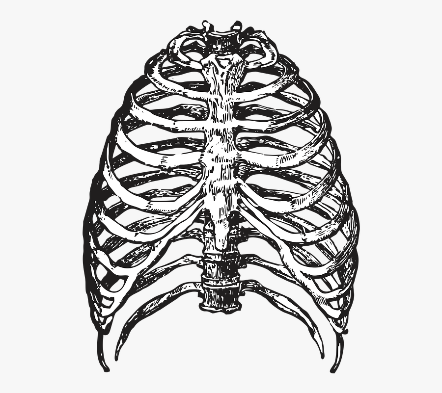 Ribcage Png , Free Transparent Clipart - ClipartKey