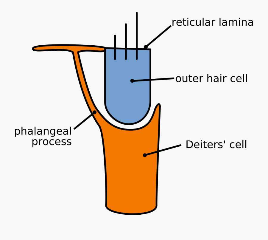 Deiters Cell , Free Transparent Clipart - ClipartKey