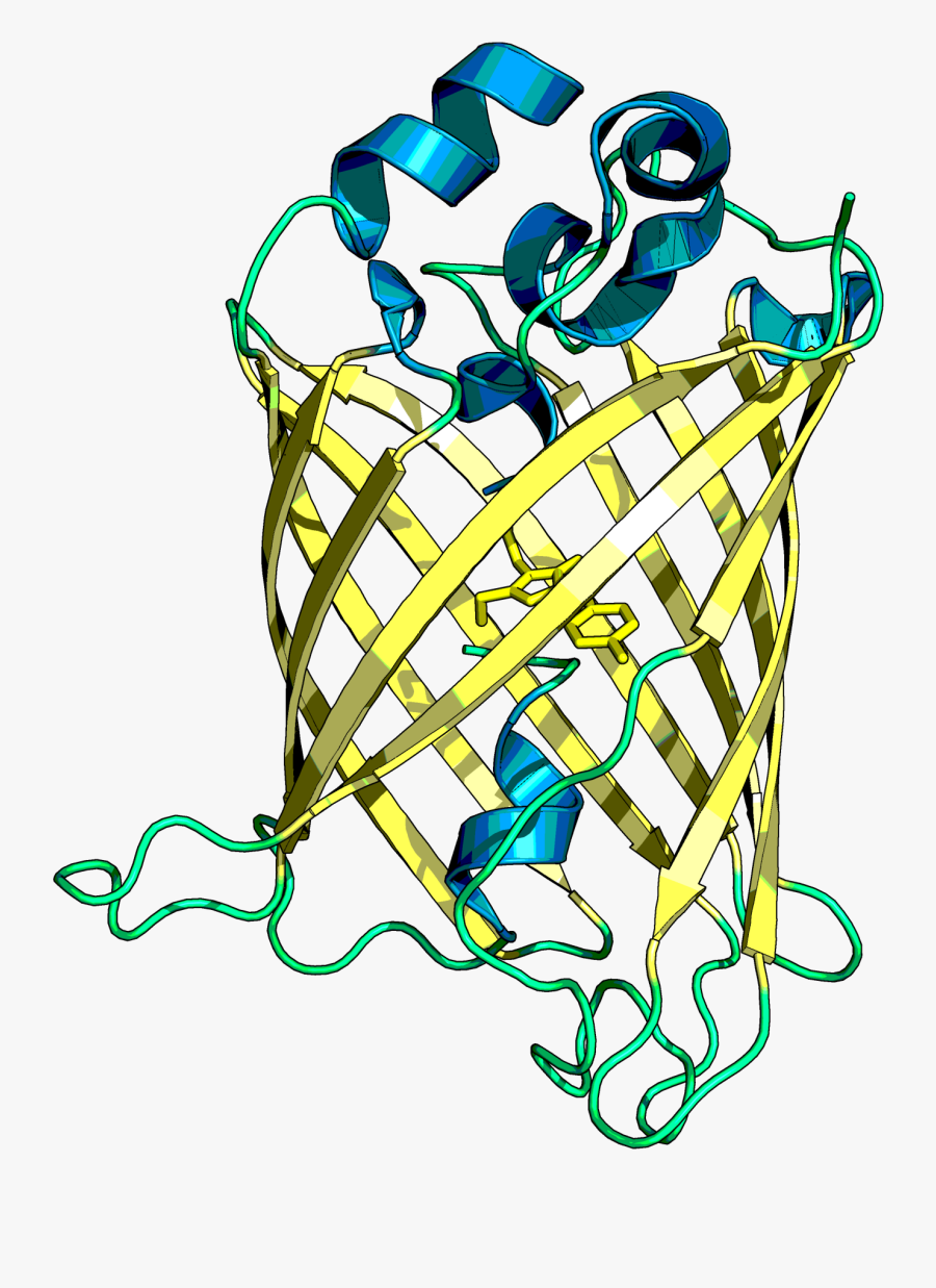 Venus Fluorescent Protein Structure , Free Transparent Clipart - ClipartKey