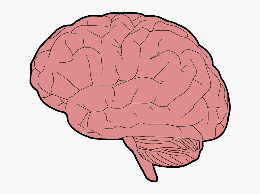 Brain - Cauliflower , Free Transparent Clipart - ClipartKey