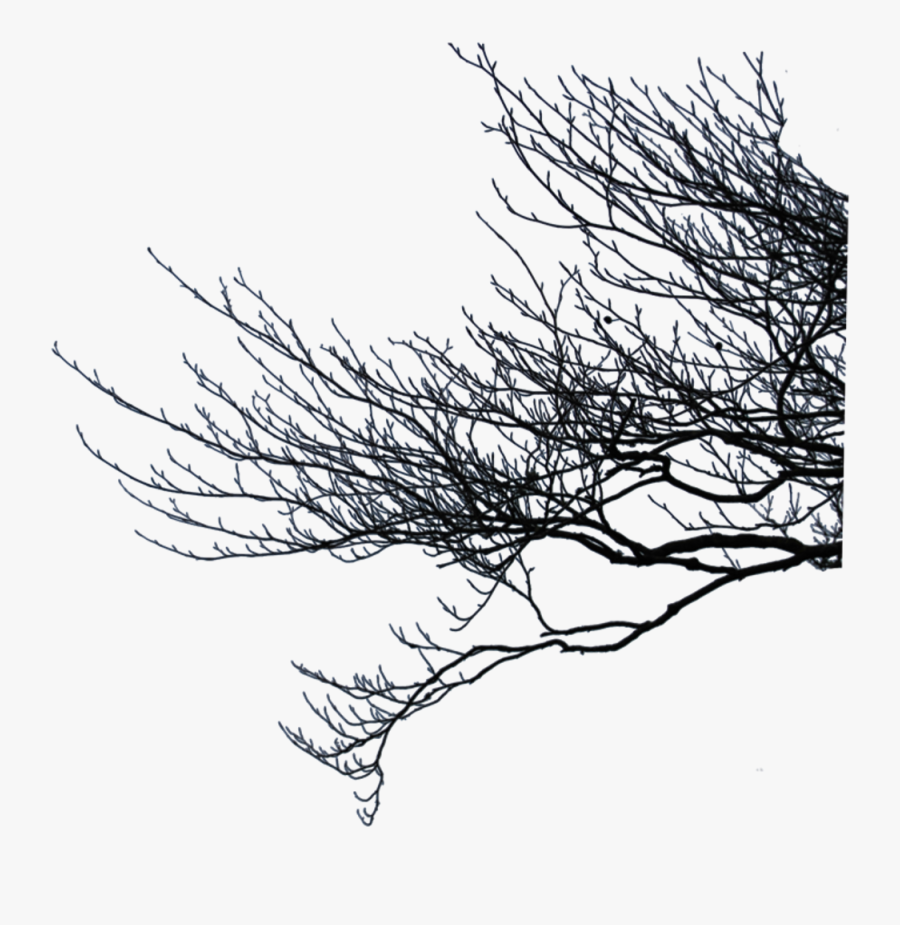 Twig Drawing Tree , Free Transparent Clipart - ClipartKey