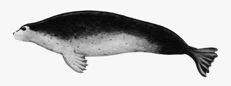 Harp Seal Clipart Artic Seal - Harp Seal Clear Background , Free ...