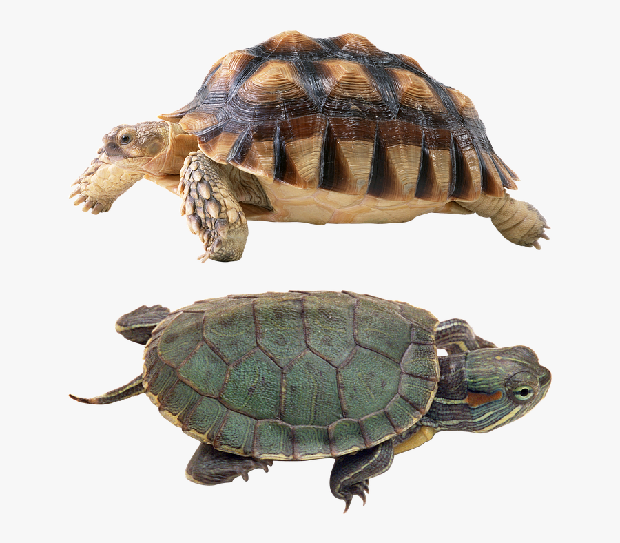 Baby Snapping Turtle Transparent Background , Free Transparent Clipart ...