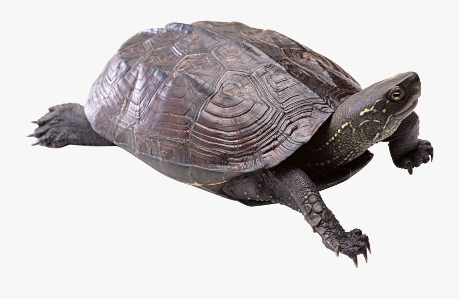Common Snapping Turtle - Transparent Background Turtle Png , Free ...