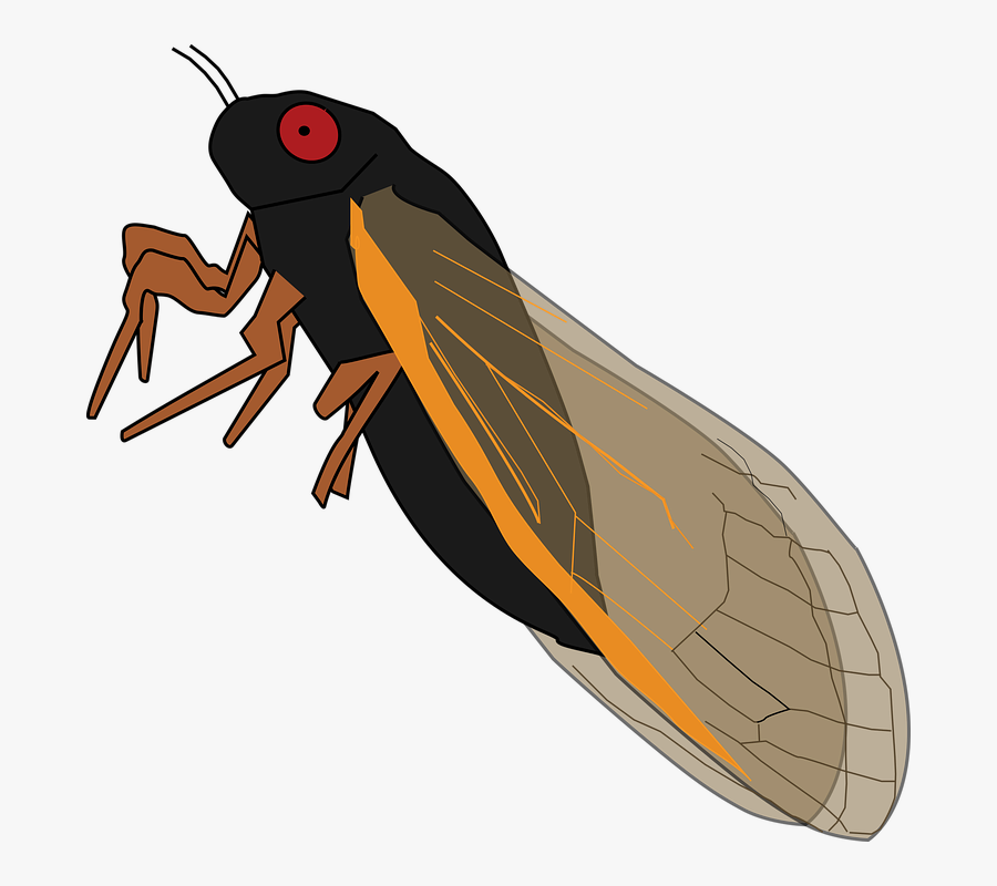 Con Ve Vector , Free Transparent Clipart - ClipartKey