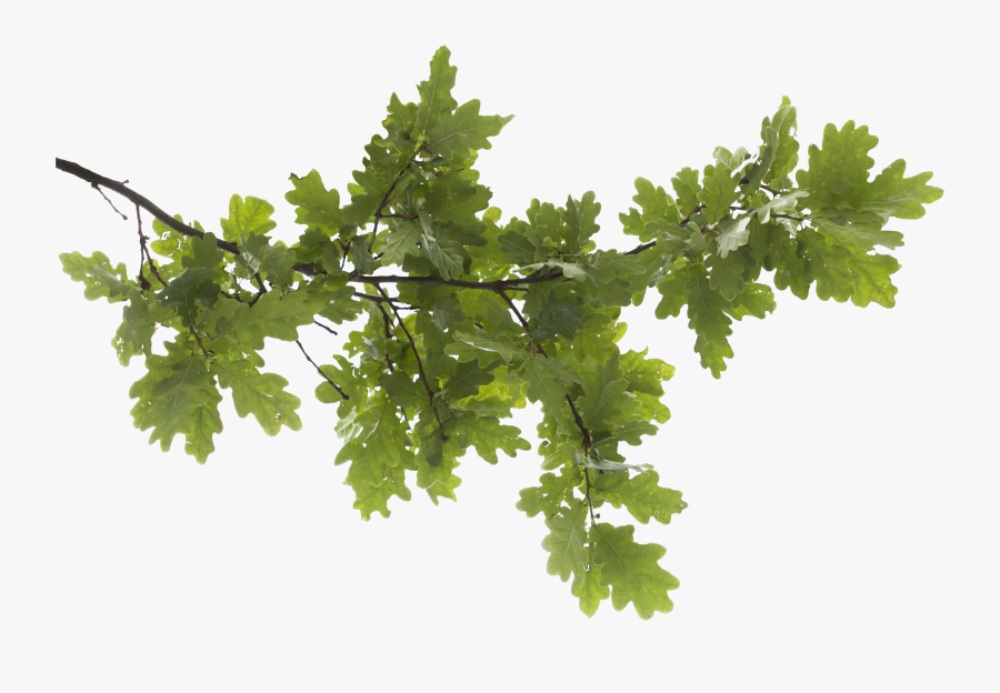 Oak Tree Image Royalty Free Png - Tree Branch Transparent Background ...