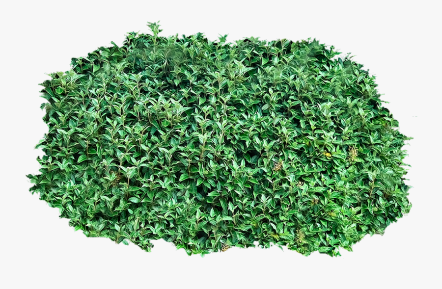 Transparent Hedge Clipart - Bushes With Transparent Background , Free ...