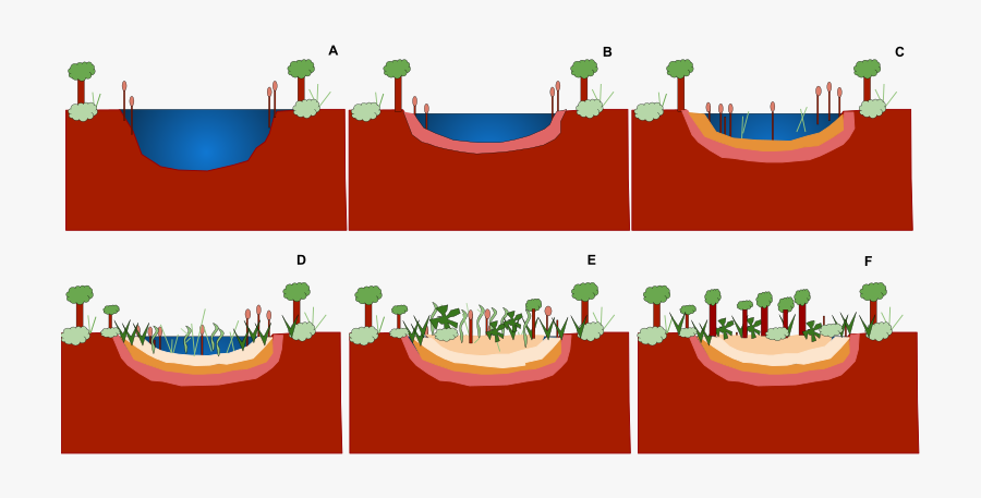 Ecological Succession Wikiwand Pond - Colonisation And Succession In ...