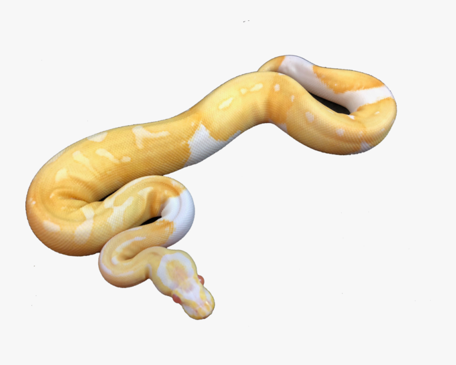 Unnamed - Burmese Python , Free Transparent Clipart - ClipartKey