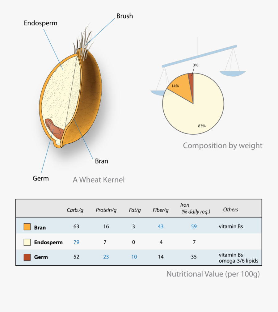 Bran Meaning In Punjabi , Free Transparent Clipart - ClipartKey