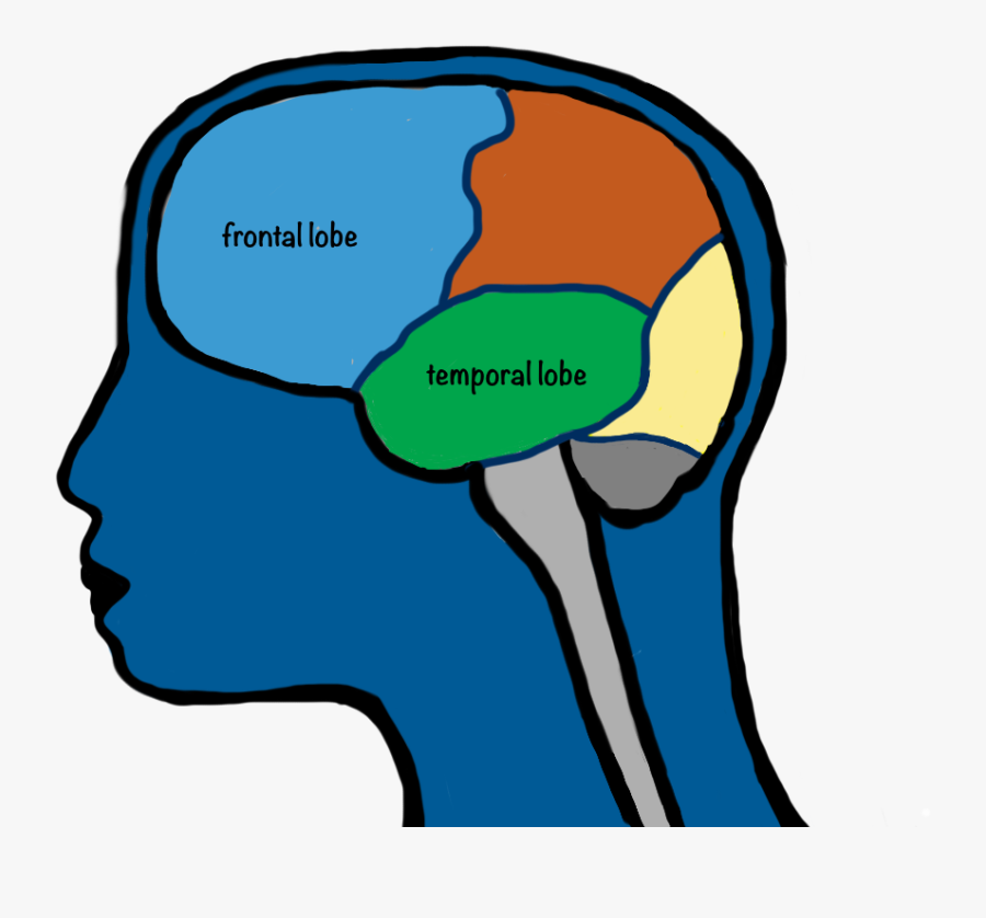 Cingulate Gyrus Caudate Nucleus , Free Transparent Clipart - ClipartKey