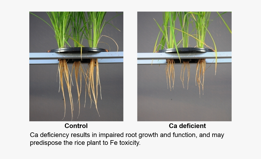 Rice Calcium Deficiency , Free Transparent Clipart - ClipartKey