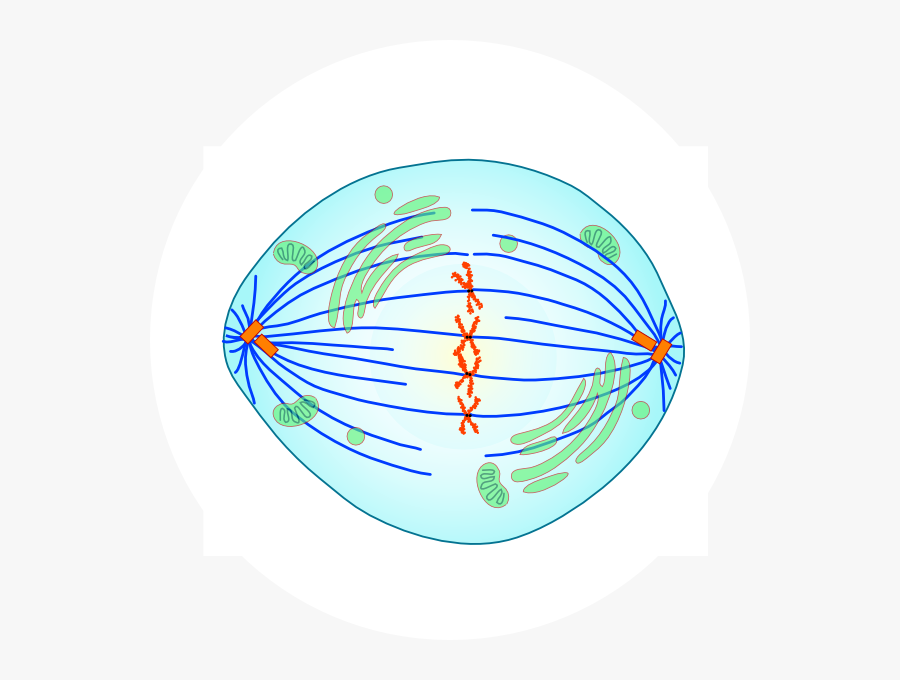 Transparent Prophase Clipart - Phase Of Mitosis Is Shown , Free ...