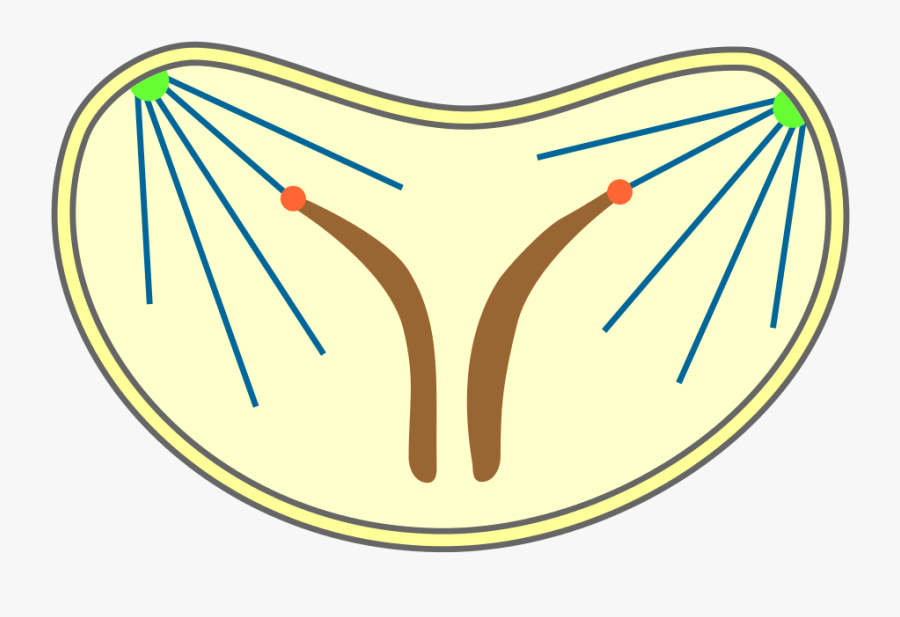 File Mitosis Classification Closed - Mitosis Intranuclear , Free ...
