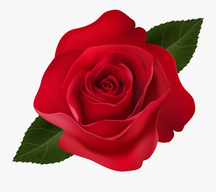 Red Rose Clip Art Png Image , Png Download , Free Transparent Clipart ...