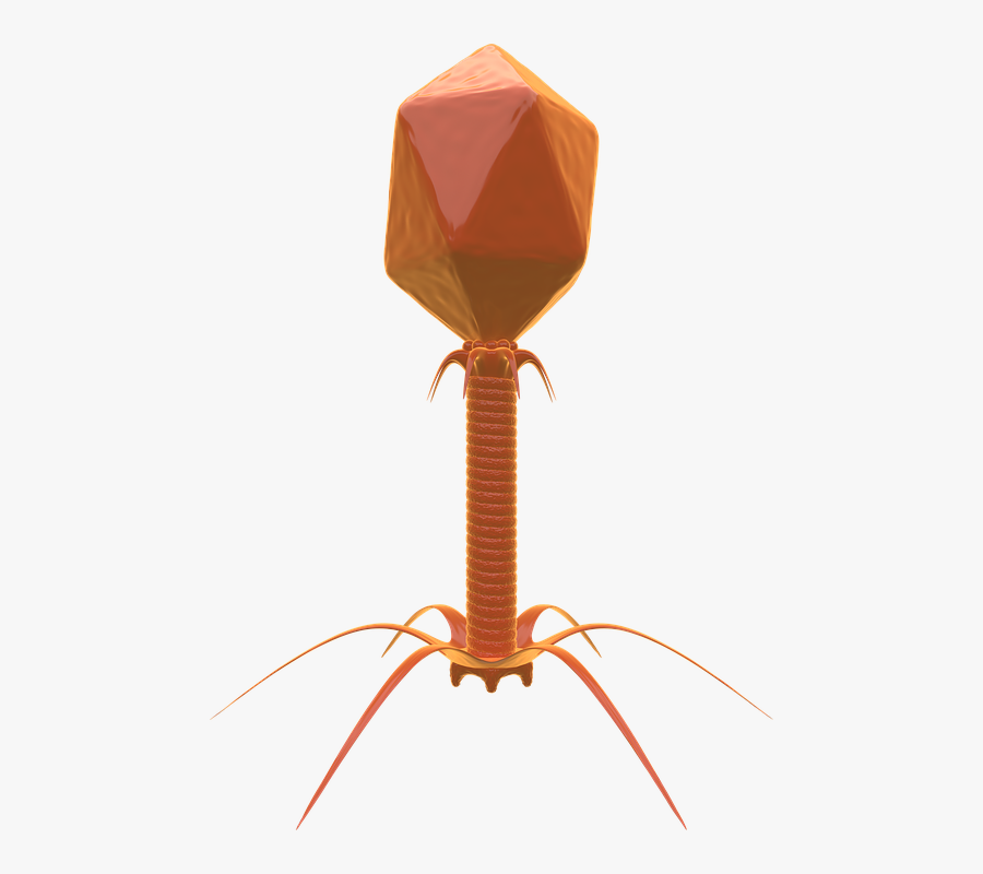 Bacteriophage Png , Free Transparent Clipart - ClipartKey Bacteriophage Png , Free Transparent Clipart - ClipartKey