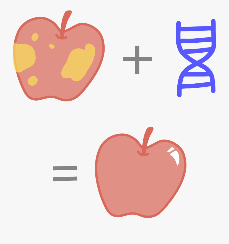 Genetically Modified Organisms Png , Free Transparent Clipart - ClipartKey
