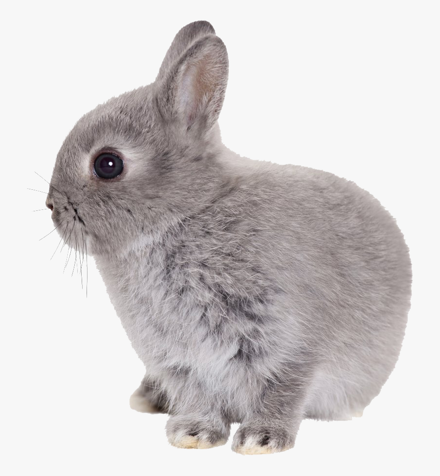 Rabbit Transparent Png , Free Transparent Clipart - ClipartKey