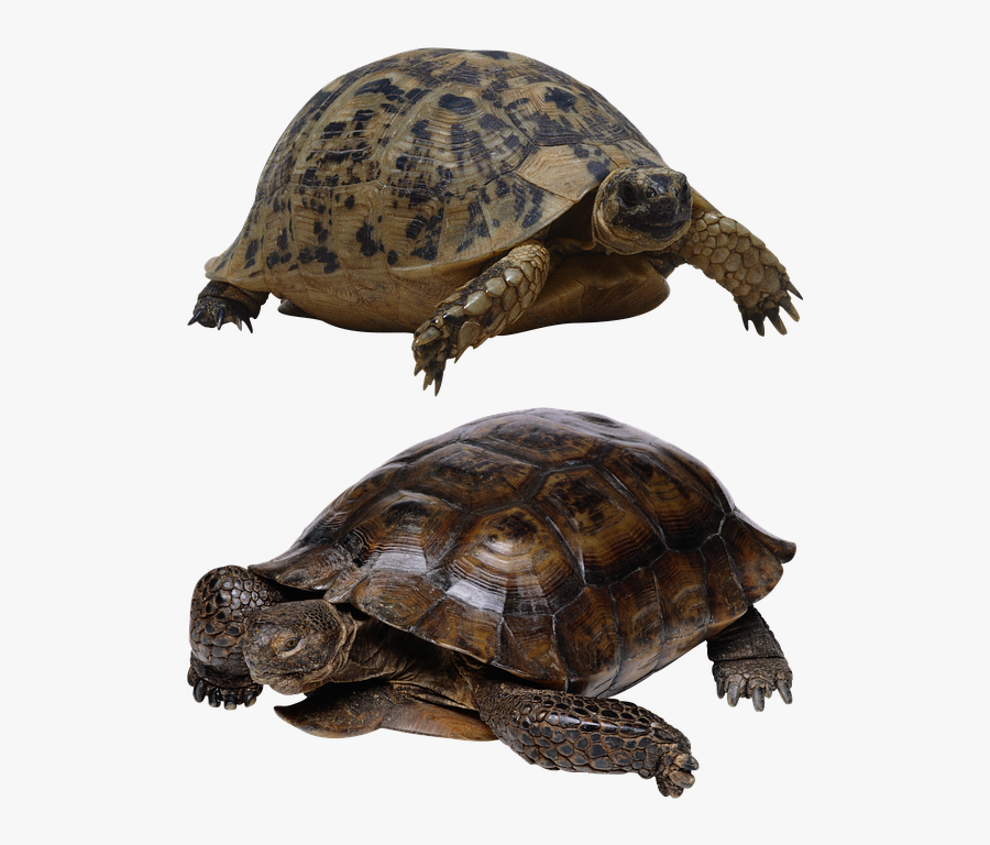 Transparent Tortoise No Background , Free Transparent Clipart - ClipartKey