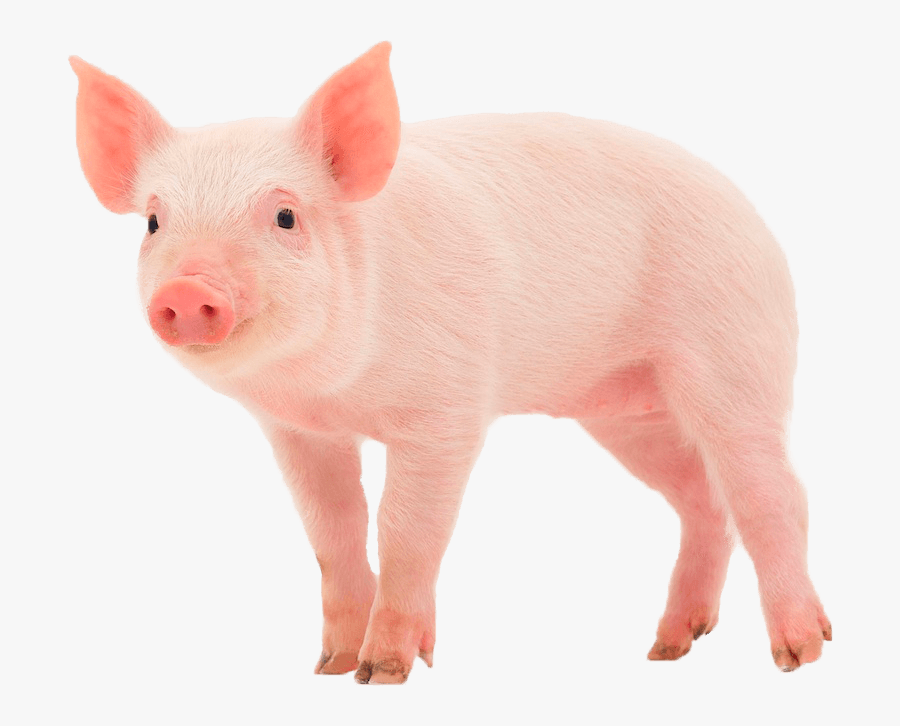 Pig Transparent Png , Free Transparent Clipart - ClipartKey