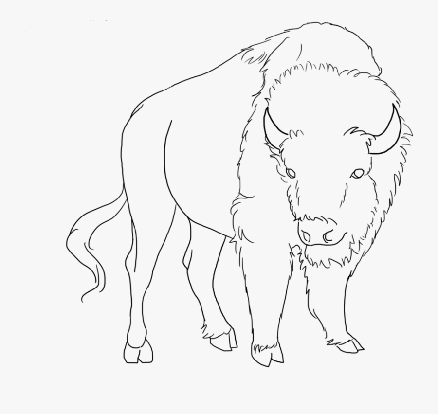 Bison Coloring Pages - Line Art , Free Transparent Clipart - ClipartKey
