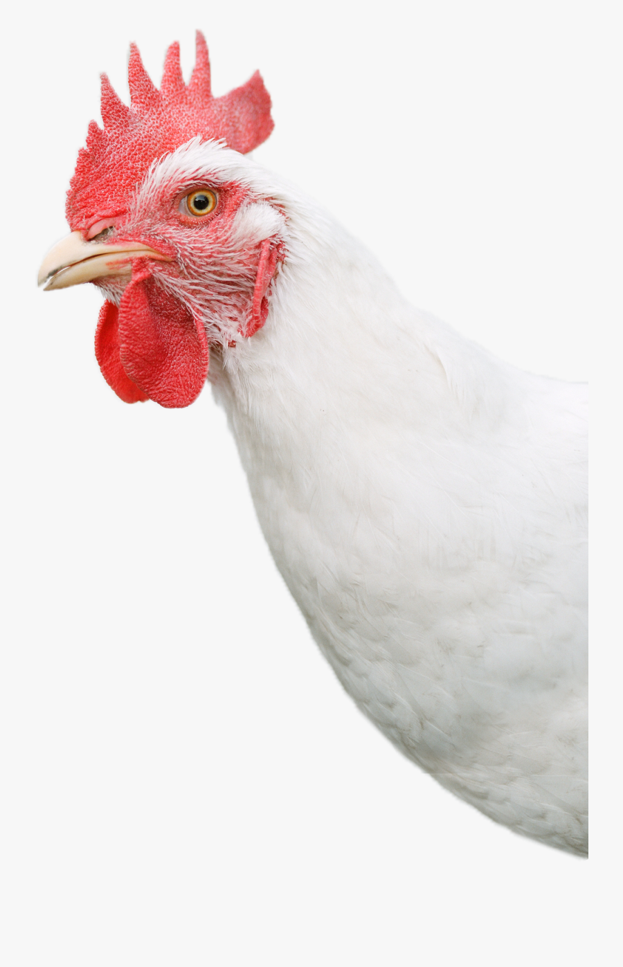 Transparent Rooster Head Clipart - Transparent White Chicken Png , Free ...