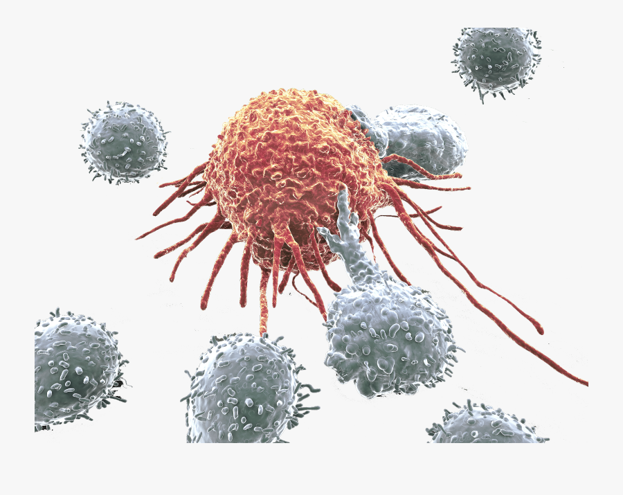 Transparent Cancer Cell Clipart - Cancer Cells Picture Transparent ...
