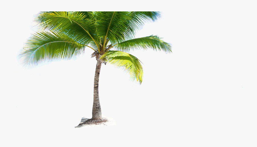 Resort Icon Png Download - Coconut Tree Full Hd , Free Transparent ...