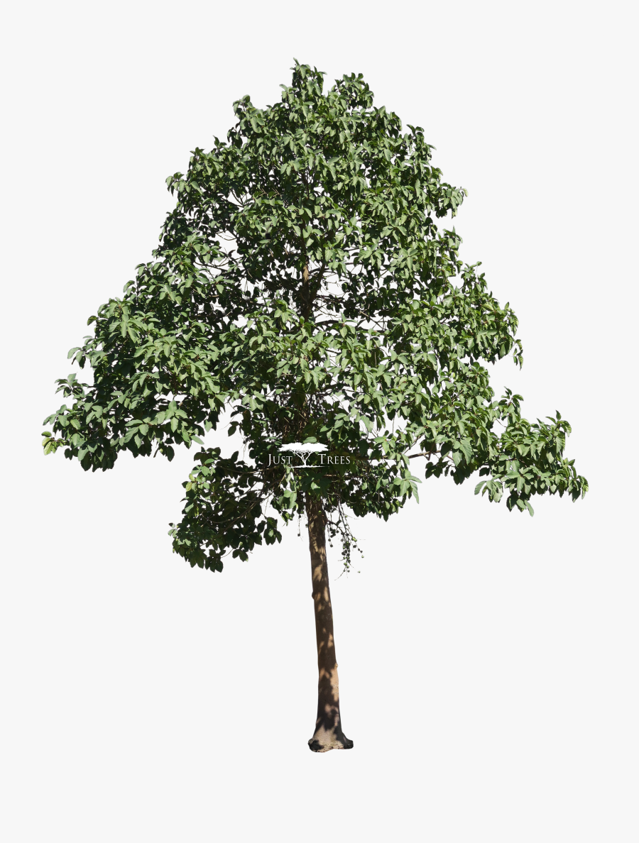 Transparent Fig Png - Tree Service , Free Transparent Clipart - ClipartKey