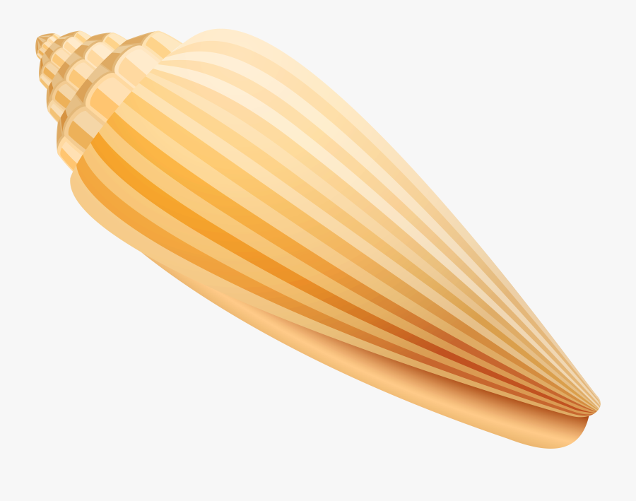 Transparent Shell Png - Portable Network Graphics , Free Transparent ...