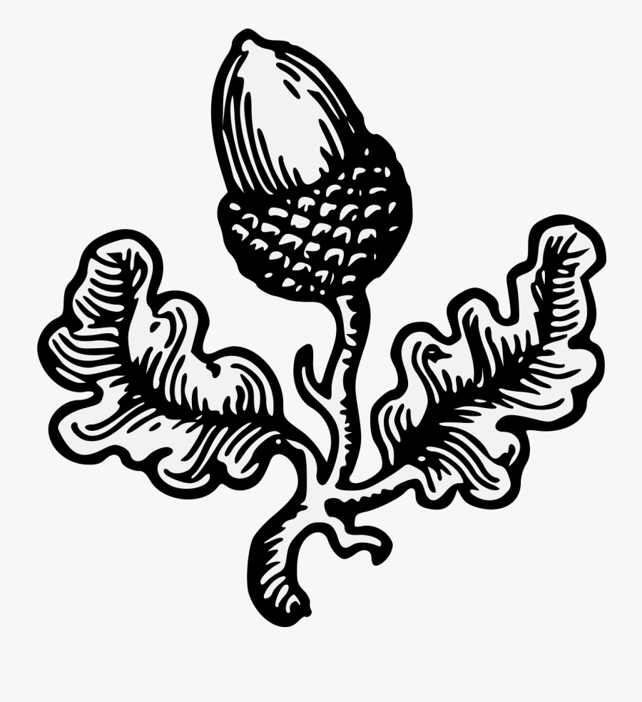 Acorn In Heraldry , Free Transparent Clipart - ClipartKey