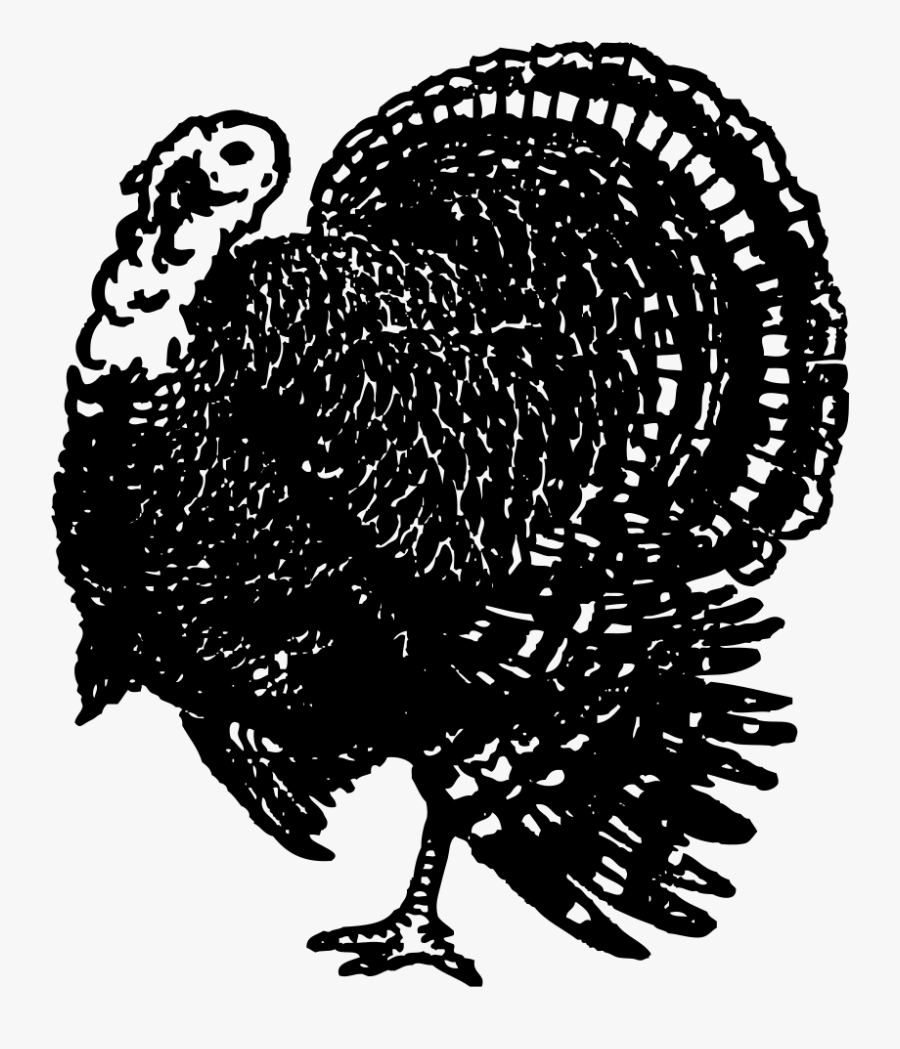 Turkey - Illustration , Free Transparent Clipart - ClipartKey