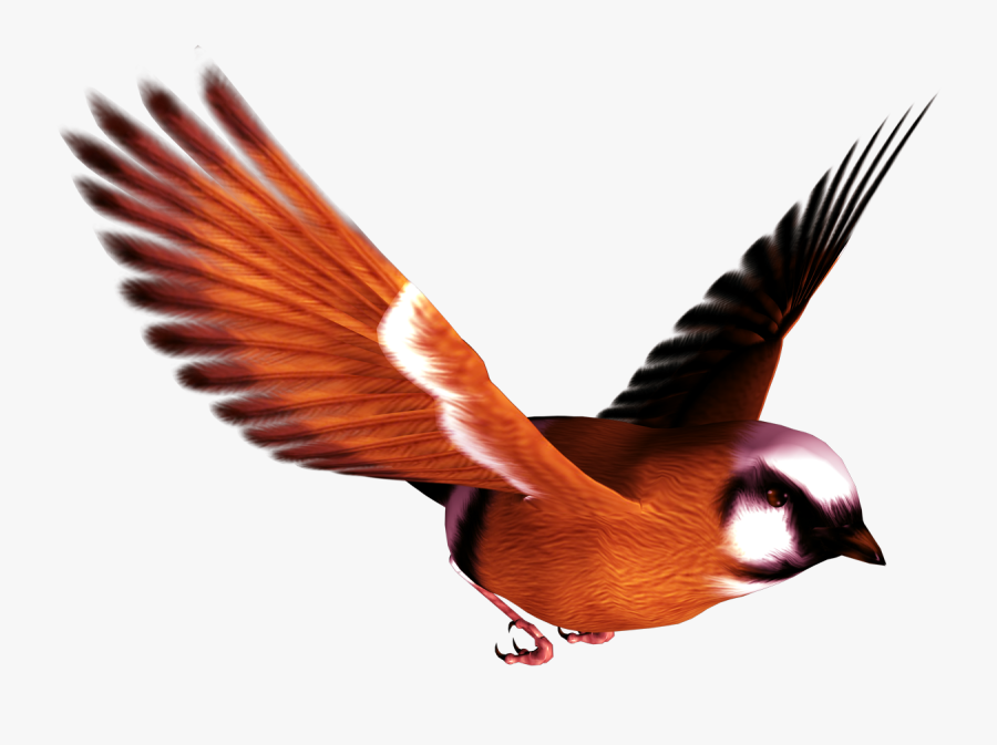Transparent Song Bird Clipart - Transparent Bird Png , Free Transparent ...