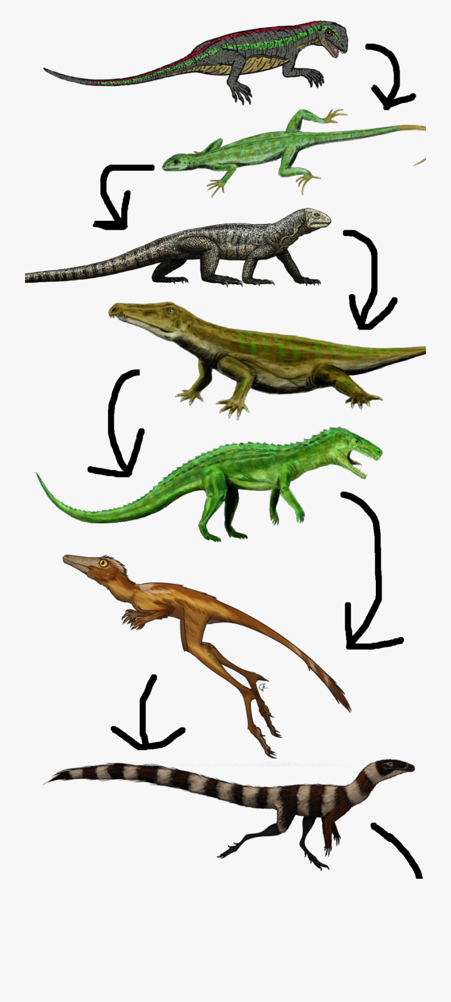 Chasmatosaurus , Free Transparent Clipart - ClipartKey