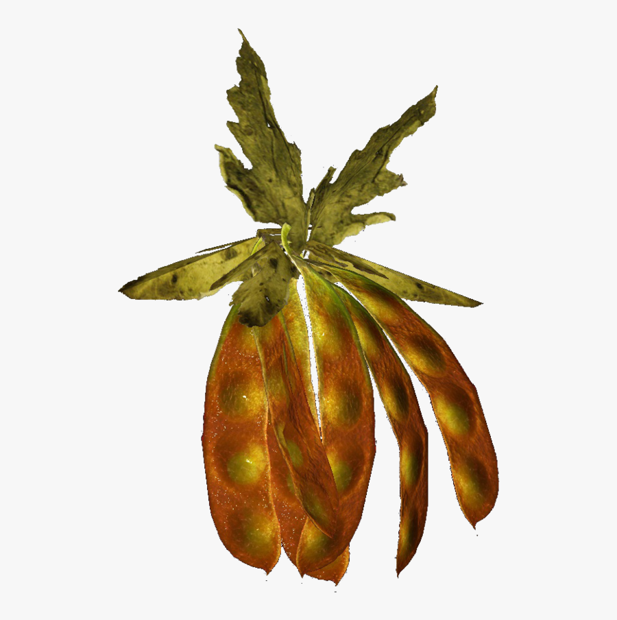 Transparent Bean Plant Png - Silt Bean , Free Transparent Clipart ...