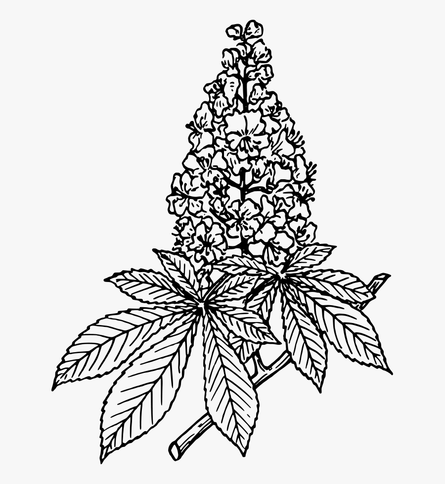 Chestnut Tree Coloring , Free Transparent Clipart - ClipartKey