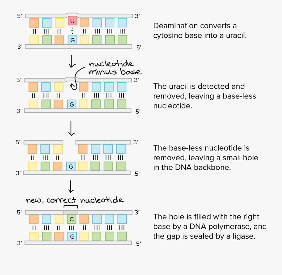 Video Molecular Genetics Khan - Steps Base Excision Repair , Free ...