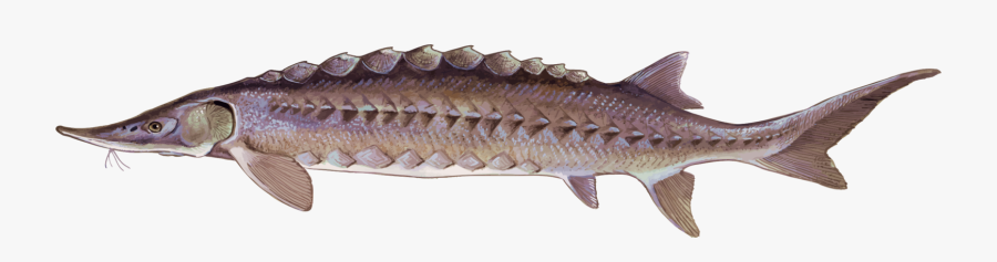 Atlantic Sturgeon Png , Free Transparent Clipart - ClipartKey