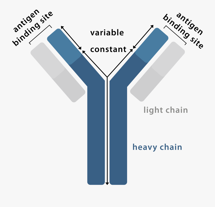 Antibody Graphic - Antibodies - Com - Parallel , Free Transparent ...