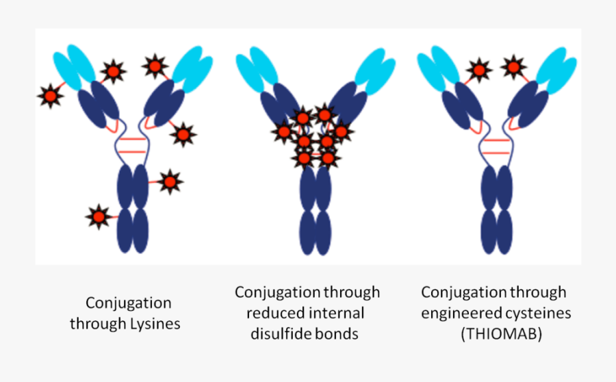 Antibody Modification And Conjugation - Illustration , Free Transparent ...