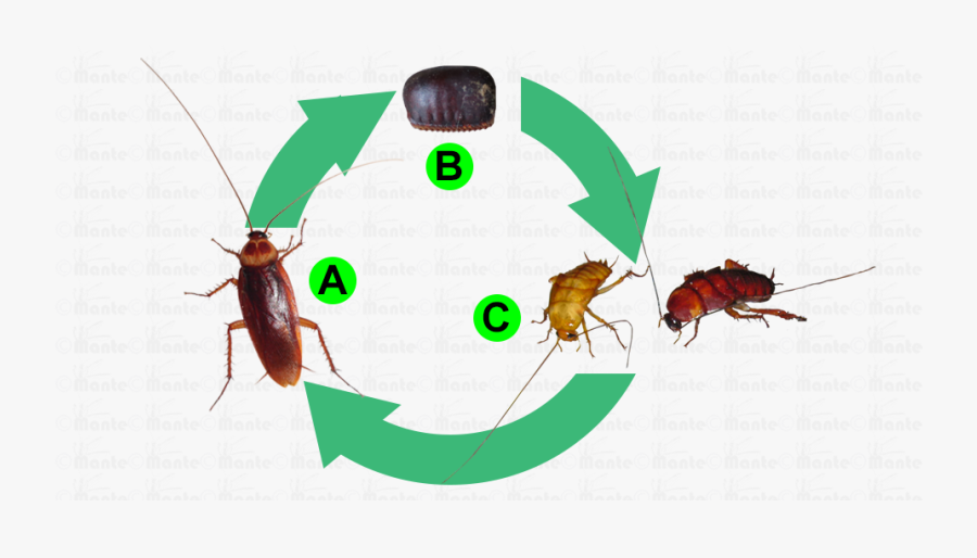 Cockroach Clip Art , Free Transparent Clipart - ClipartKey